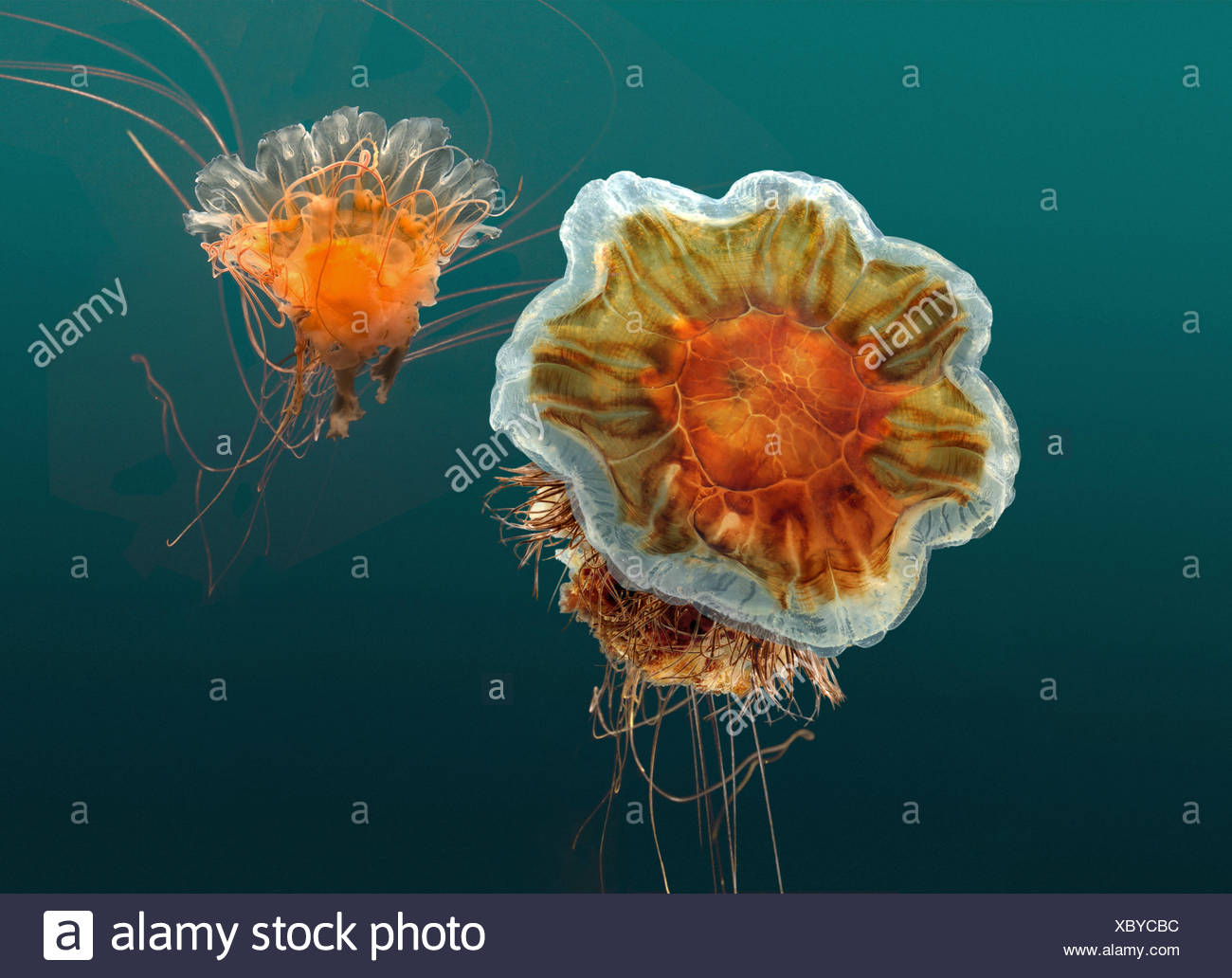 Lions Mane Sea Jelly High Resolution Stock Photography and Images - Alamy