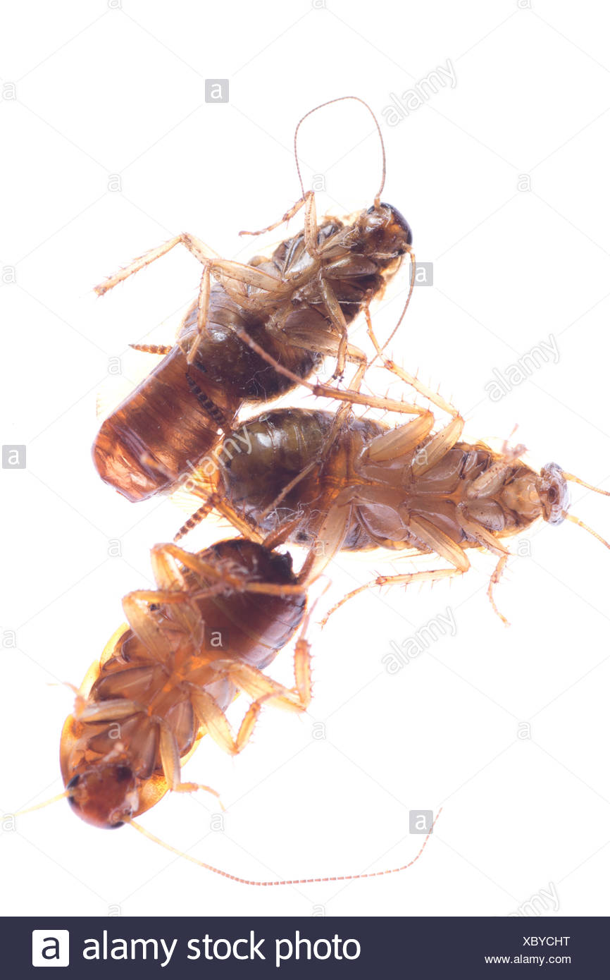 Dead Insect Stock Photos & Dead Insect Stock Images - Alamy
