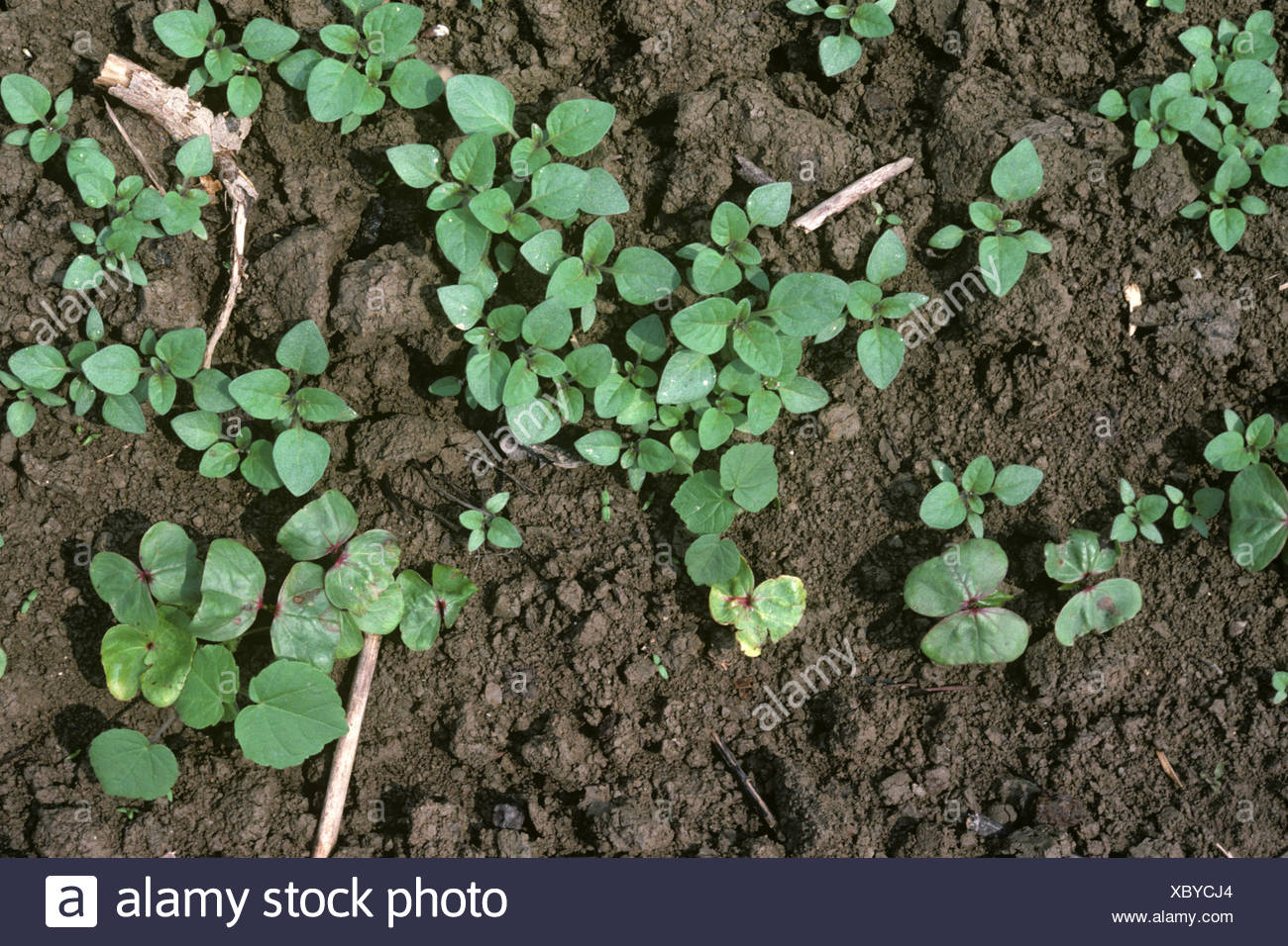 Cotton Weed High Resolution Stock Photography and Images - Alamy