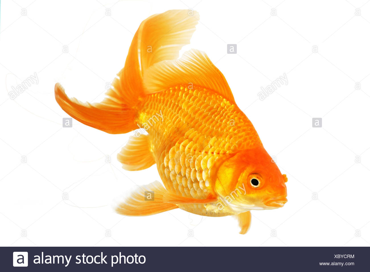 Fantail Fish High Resolution Stock Photography and Images - Alamy