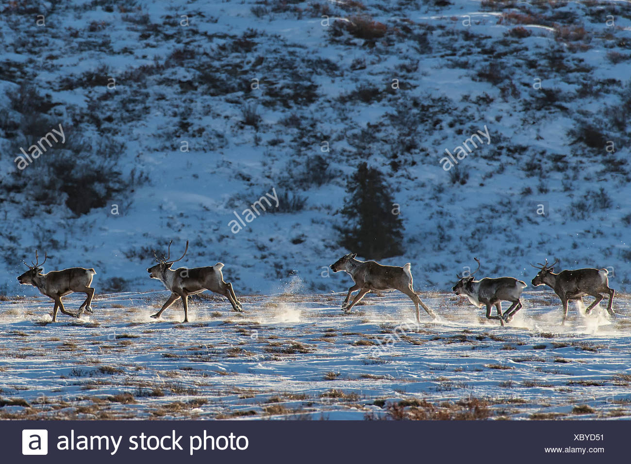 Barren Ground Caribou Stock Photos & Barren Ground Caribou Stock Images ...