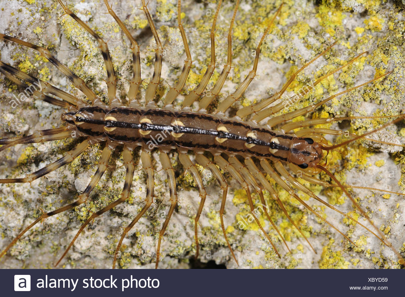 Chilopodians High Resolution Stock Photography and Images - Alamy