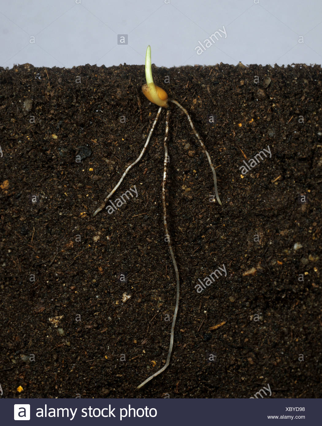 Wheat Plant Roots High Resolution Stock Photography and Images - Alamy