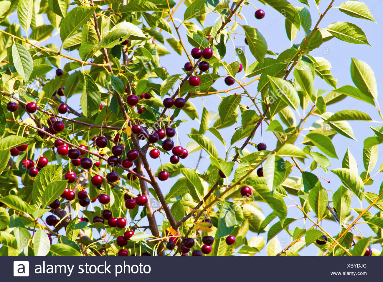 Morello Cherry Tree High Resolution Stock Photography and Images - Alamy
