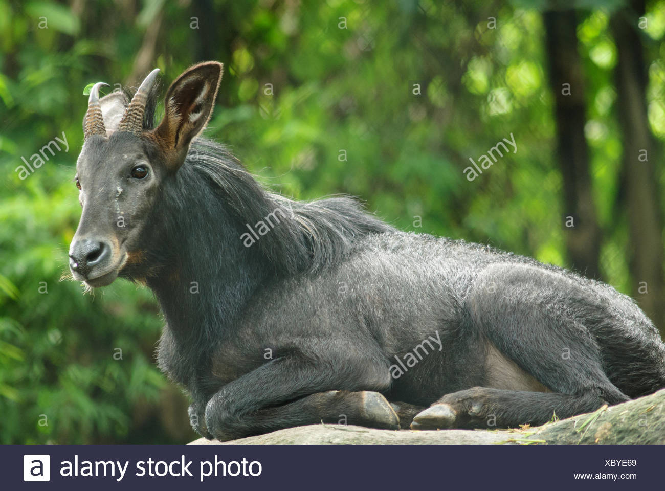 Serow High Resolution Stock Photography and Images - Alamy
