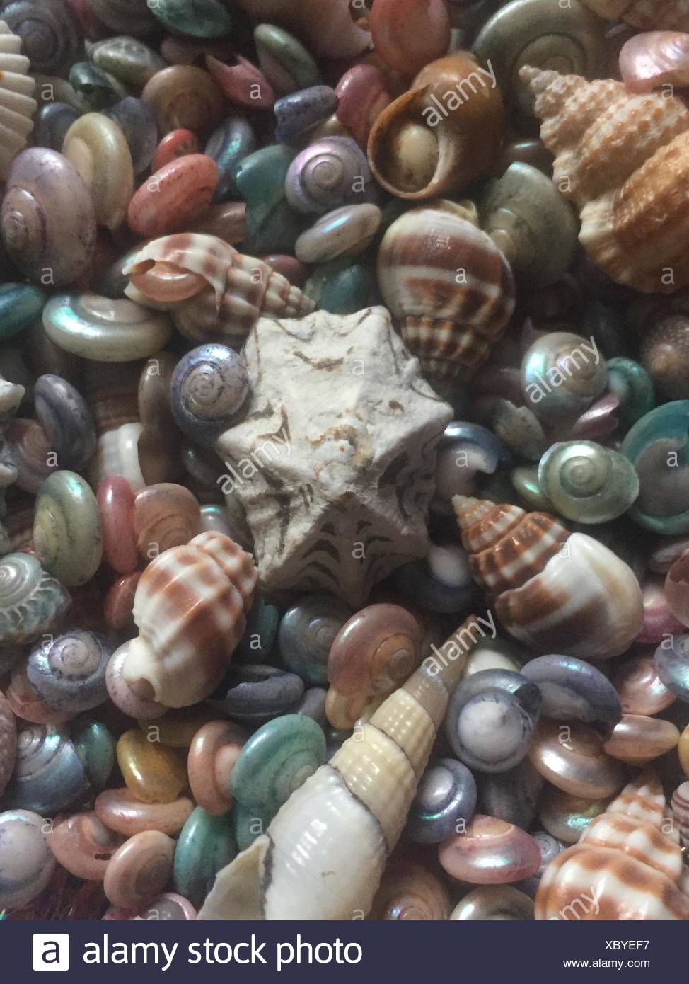 Shellfish Assortment High Resolution Stock Photography and Images - Alamy