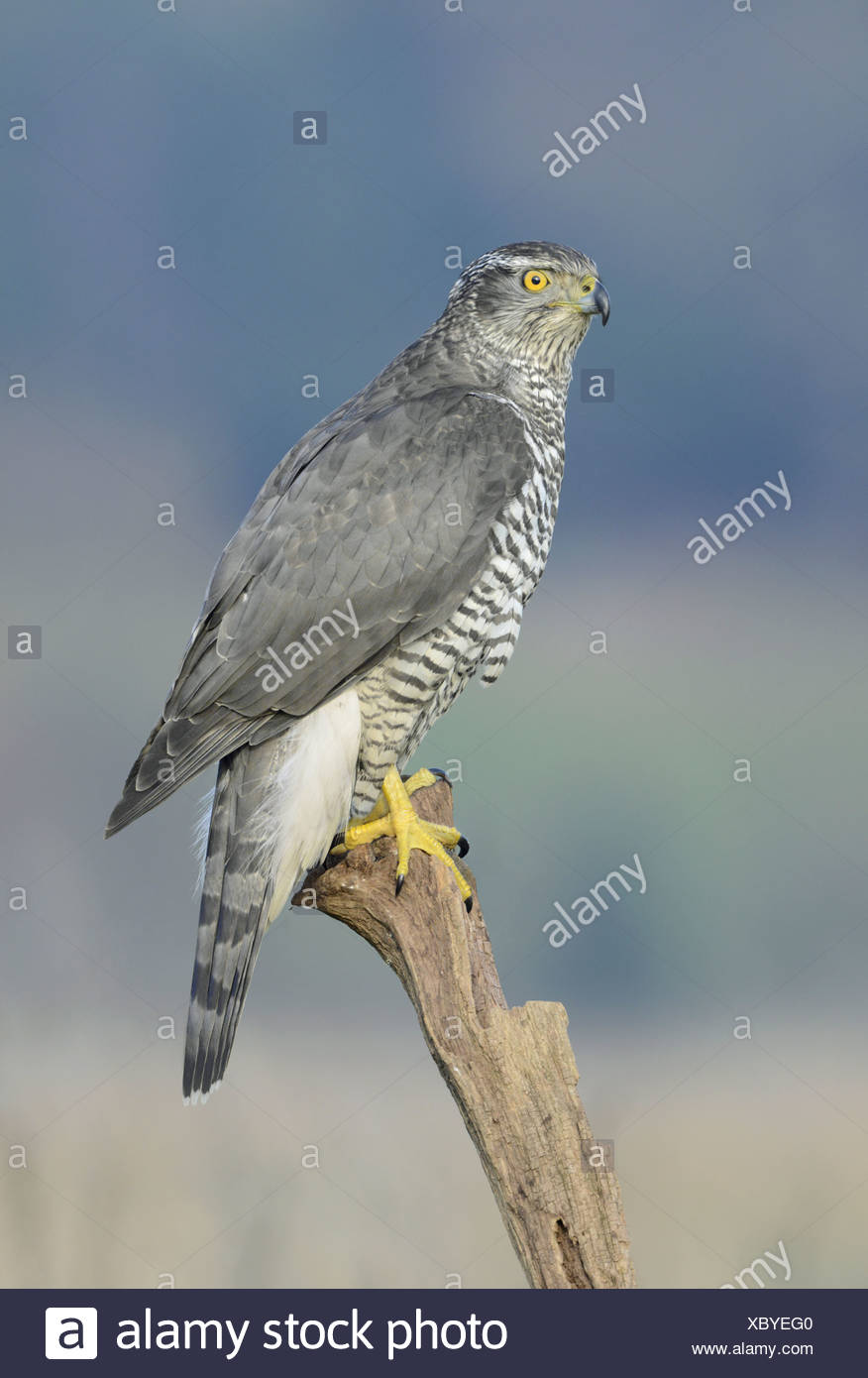 Accipiter Gentilis Stock Photos & Accipiter Gentilis Stock Images - Alamy