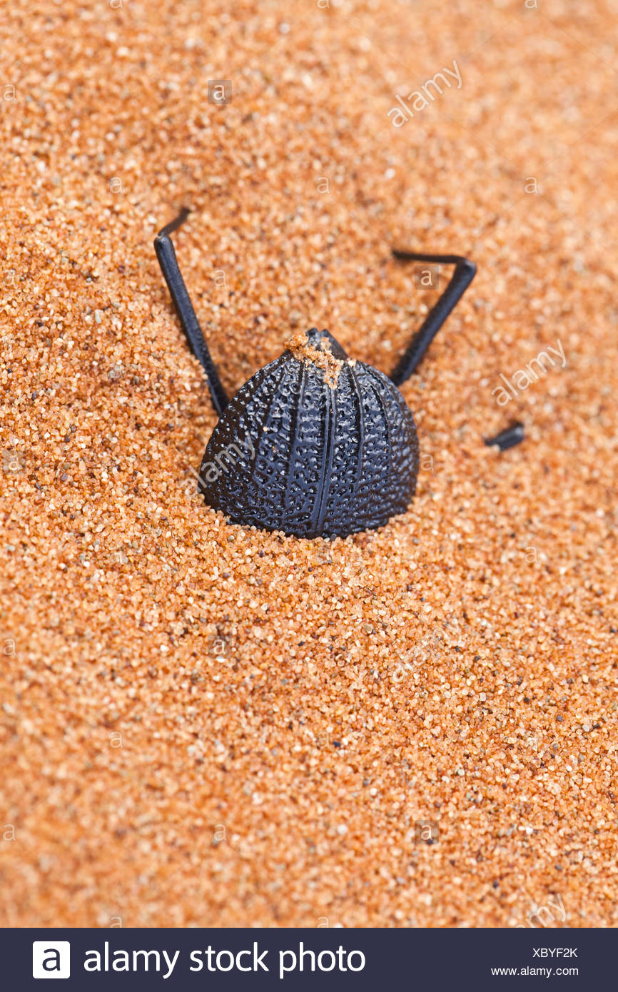 Onymacris Unguicularis High Resolution Stock Photography and Images - Alamy