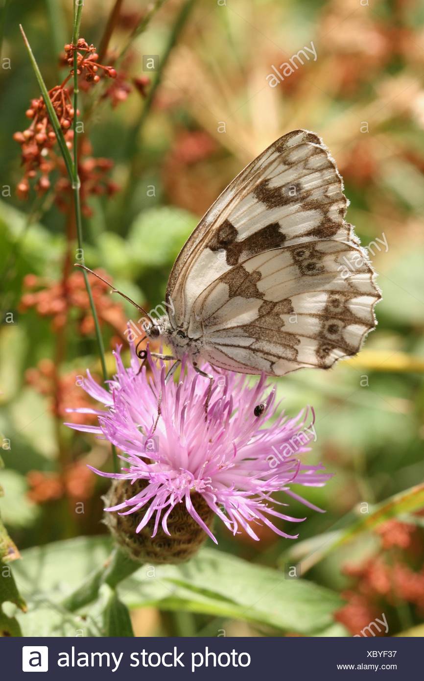 Checkerboard Butterfly Stock Photos & Checkerboard Butterfly Stock ...