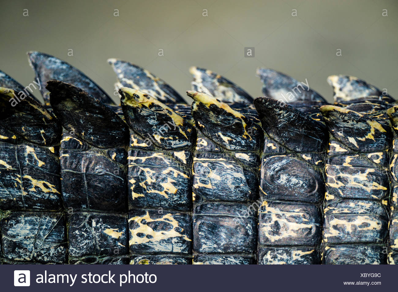 Tail Scales High Resolution Stock Photography and Images - Alamy