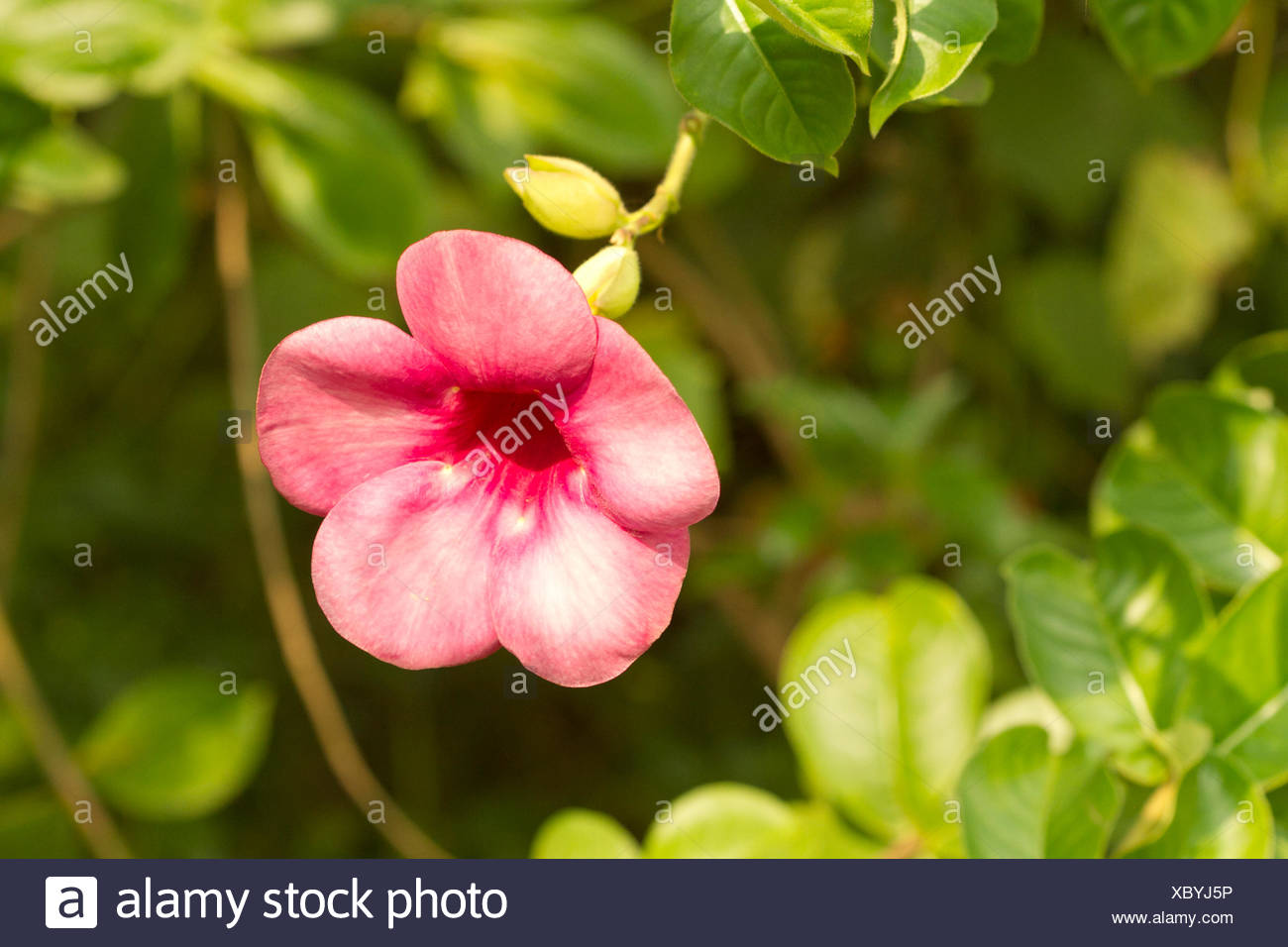 Purple Alamanda Flower High Resolution Stock Photography and Images - Alamy