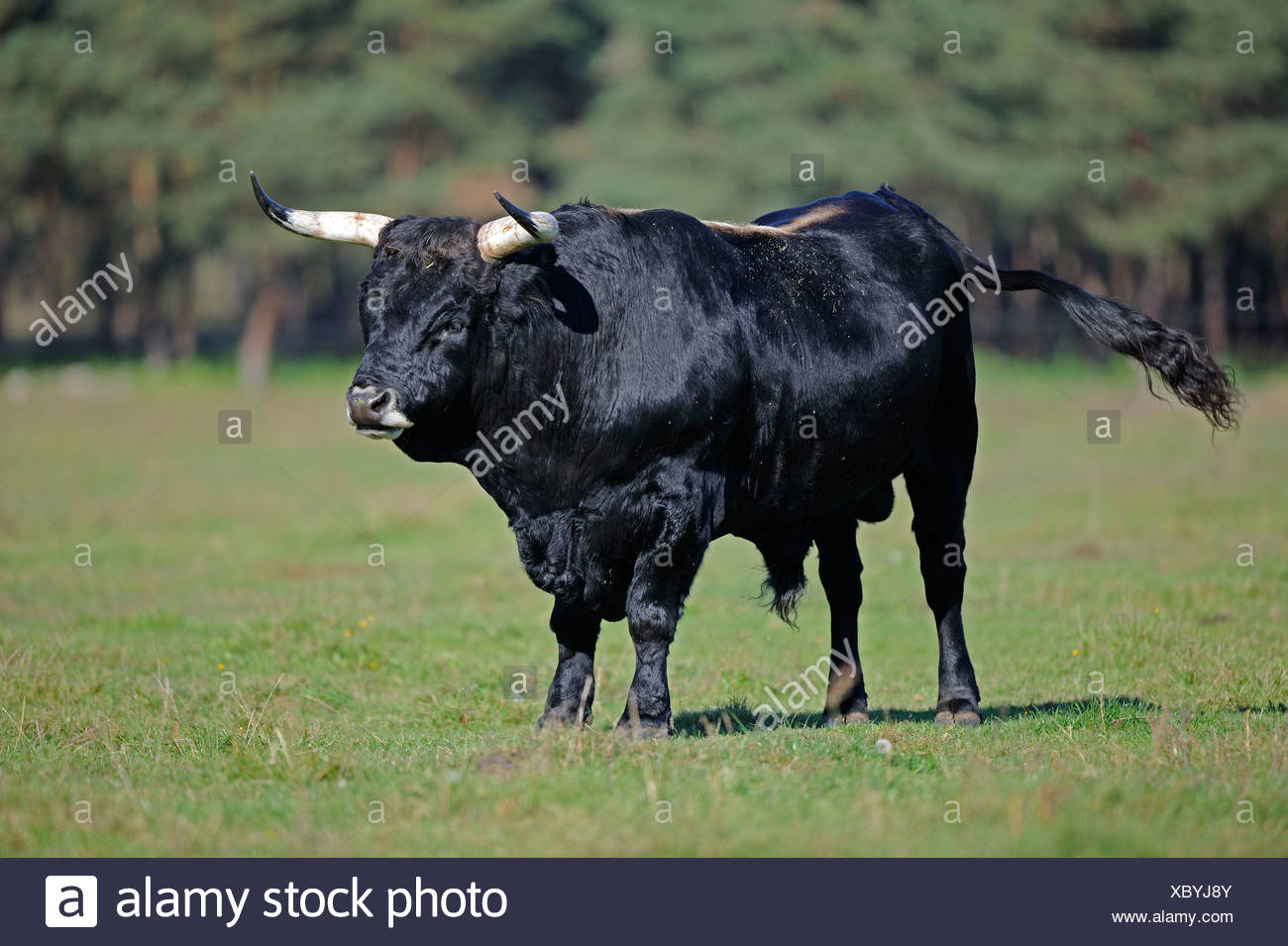 Aurochs High Resolution Stock Photography and Images - Alamy