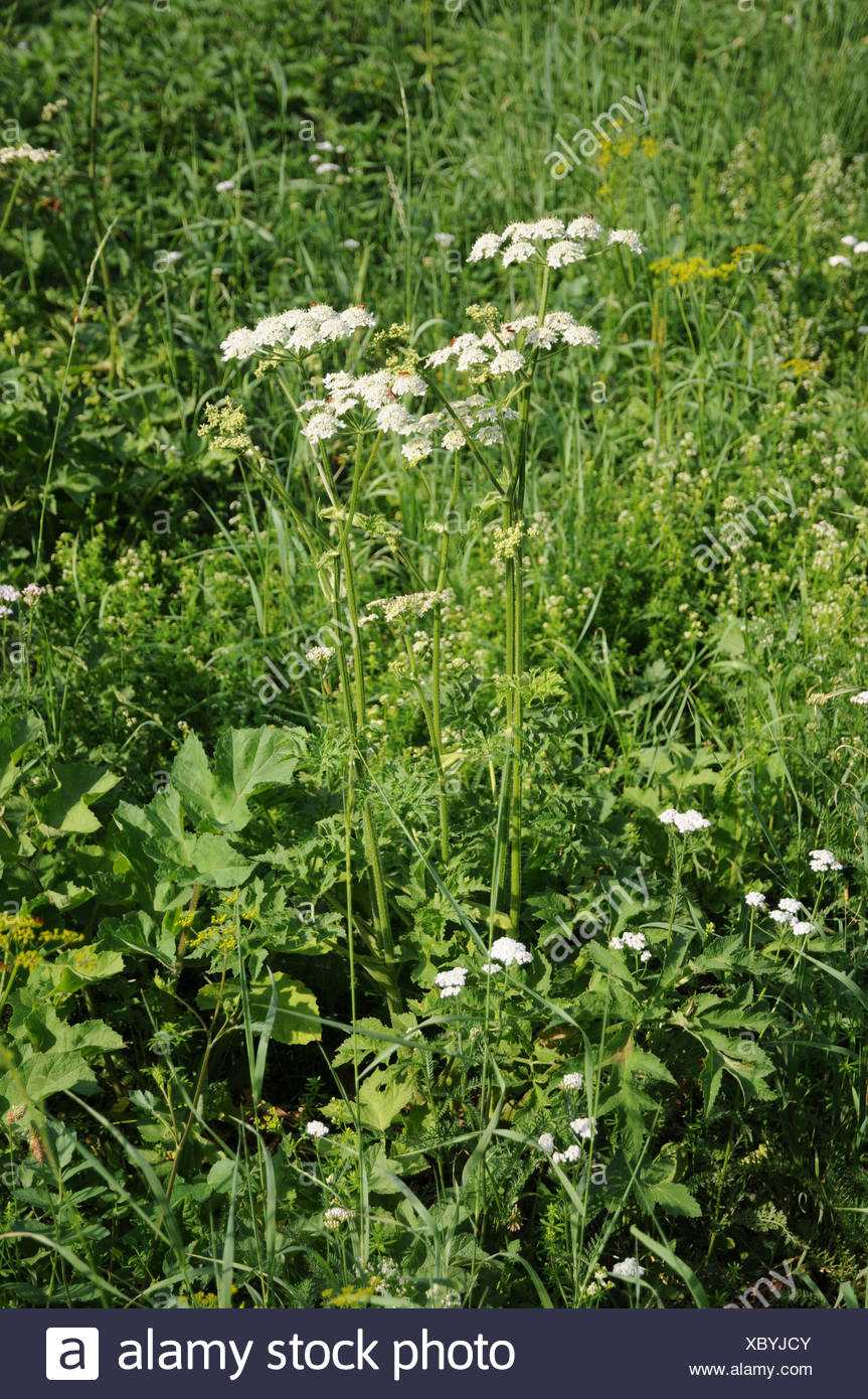 Common Hogweed Stock Photos & Common Hogweed Stock Images - Alamy