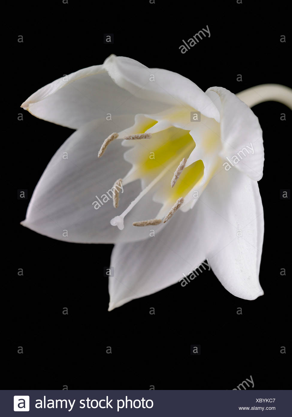 Pure White Lily High Resolution Stock Photography and Images - Alamy