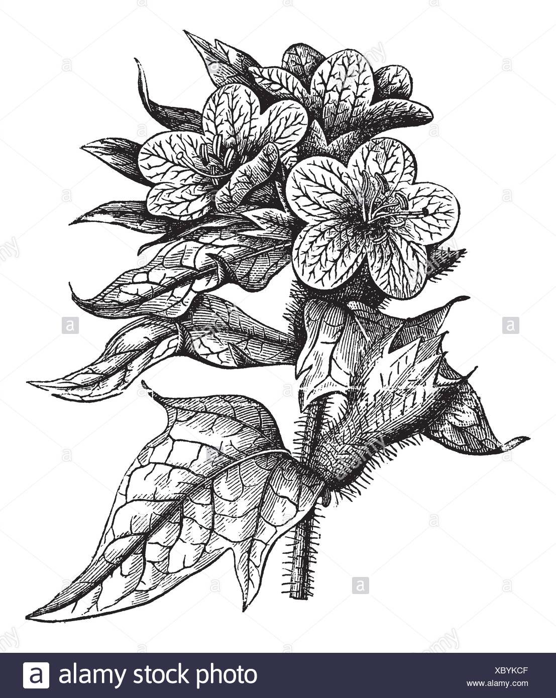 Old Picture Of Henbane High Resolution Stock Photography and Images - Alamy