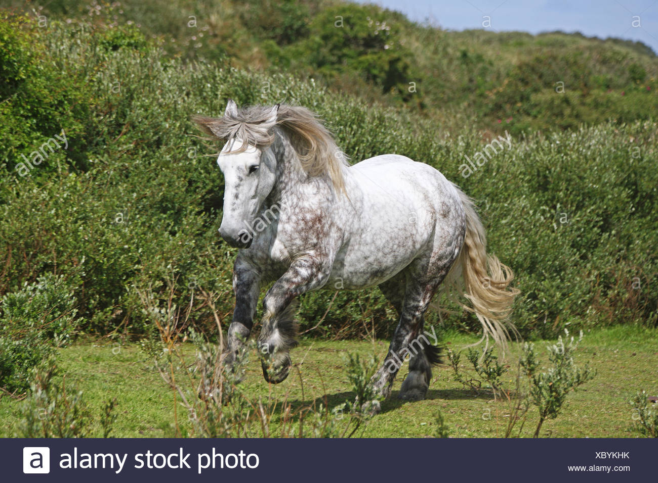 Percheron Horse High Resolution Stock Photography and Images - Alamy
