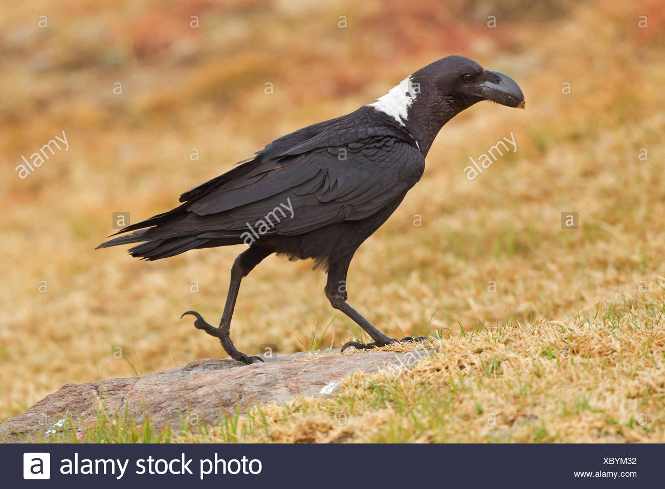 African White Necked Raven Stock Photos & African White Necked Raven ...
