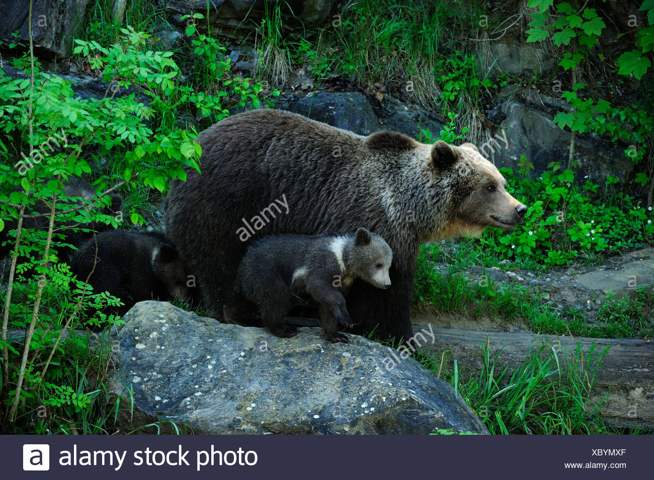 Bear Zoo High Resolution Stock Photography and Images - Alamy
