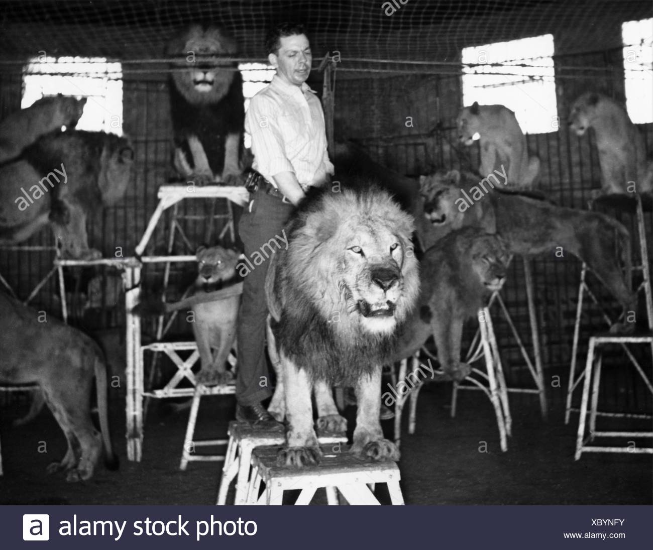 Circus Lion Cage High Resolution Stock Photography and Images - Alamy