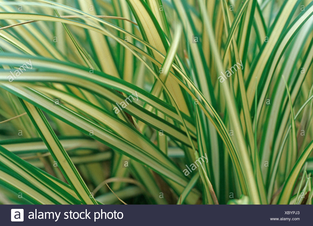Japanese Sedge ‘evergold High Resolution Stock Photography and Images ...