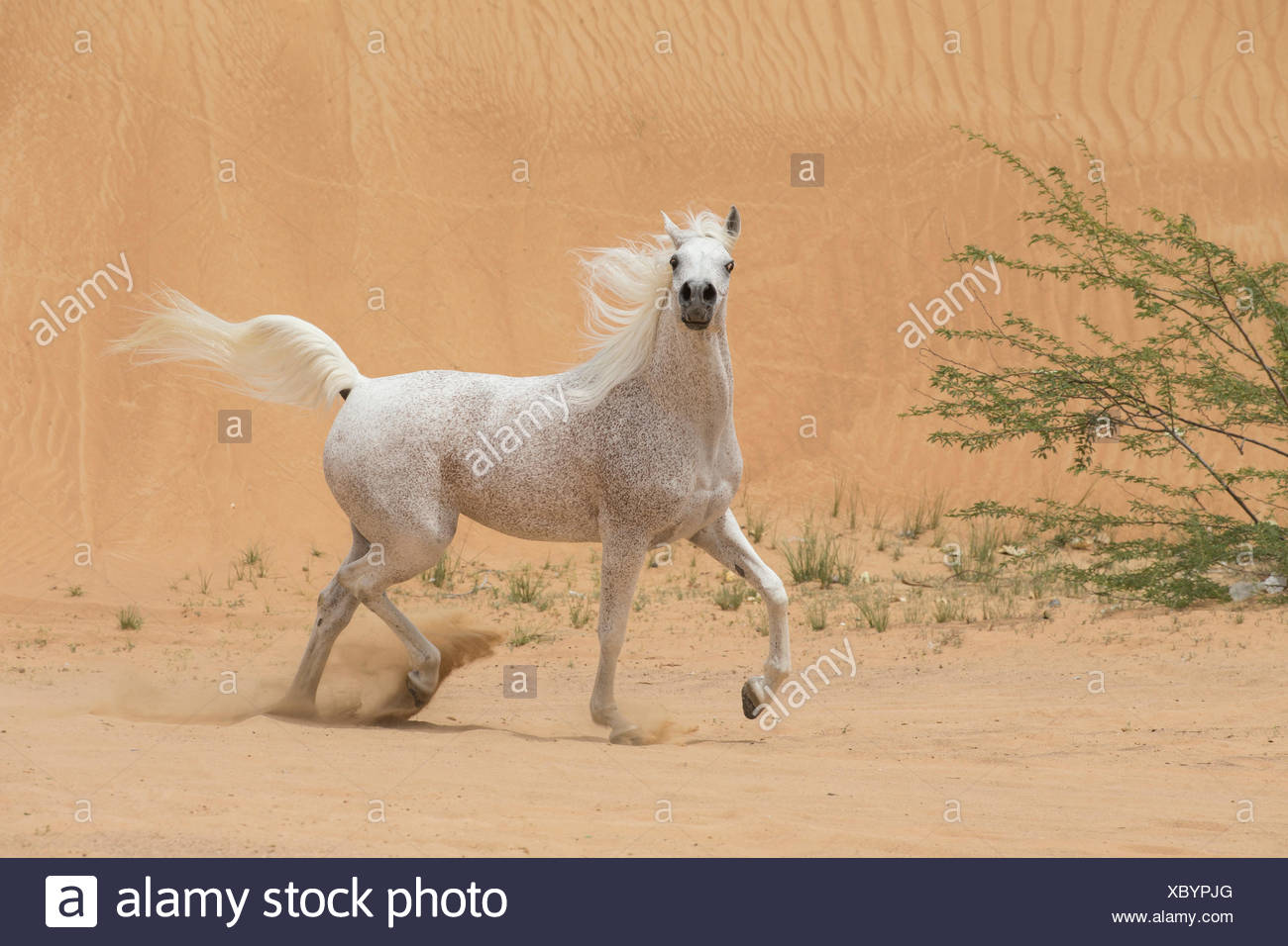 Desert Arab Horse High Resolution Stock Photography and Images - Alamy