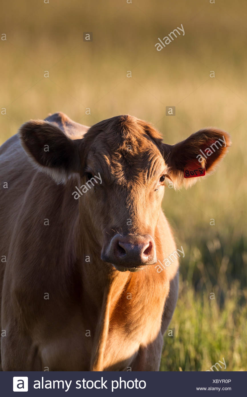 Red Angus Charolais Cross Cow High Resolution Stock Photography and ...