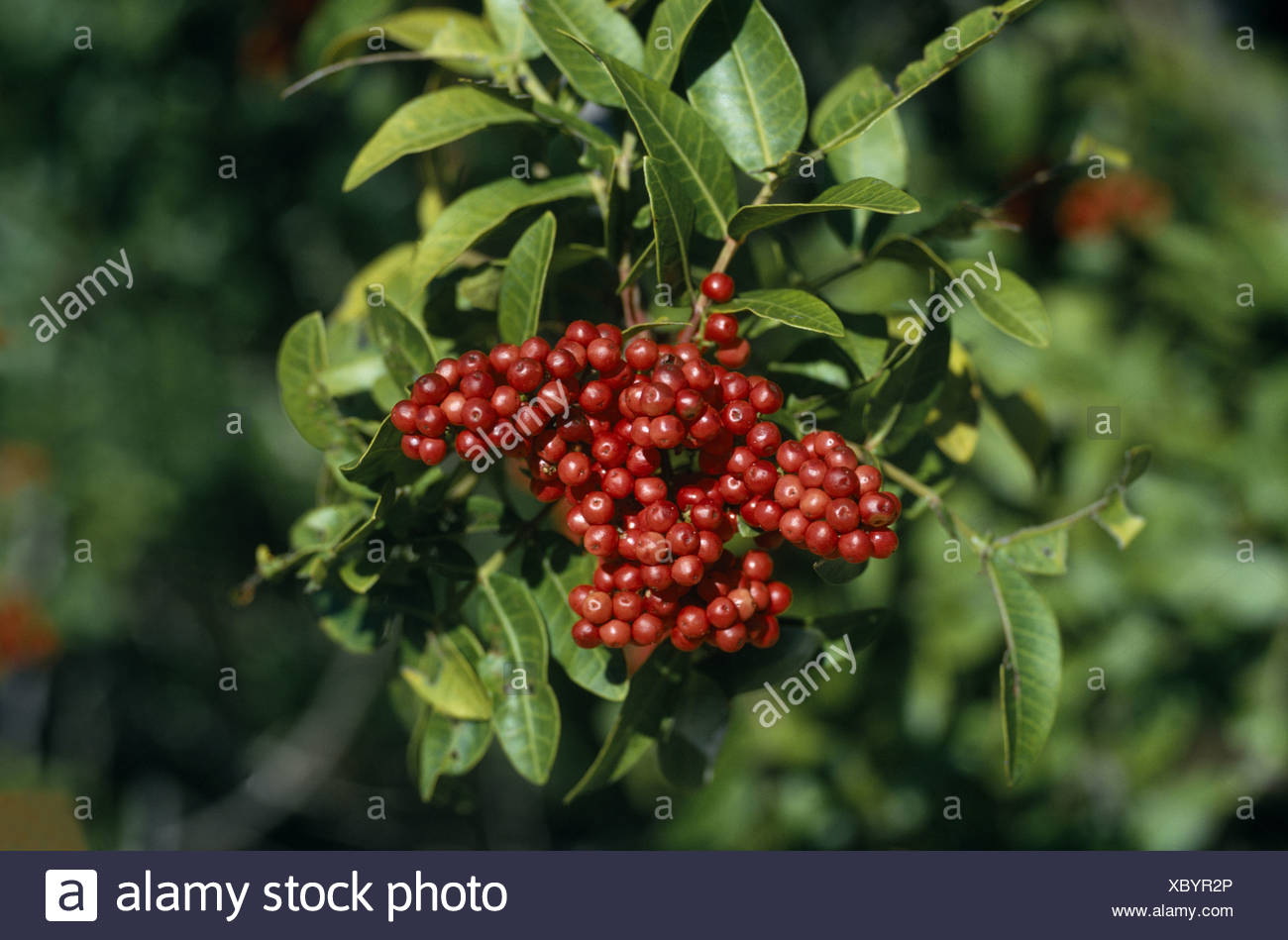 Brazilian Pepper Tree High Resolution Stock Photography and Images - Alamy