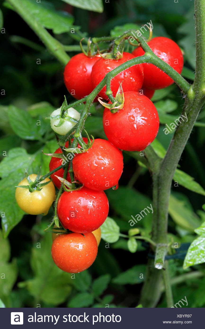Lycopersicon Esculentum Cultivar High Resolution Stock Photography and ...