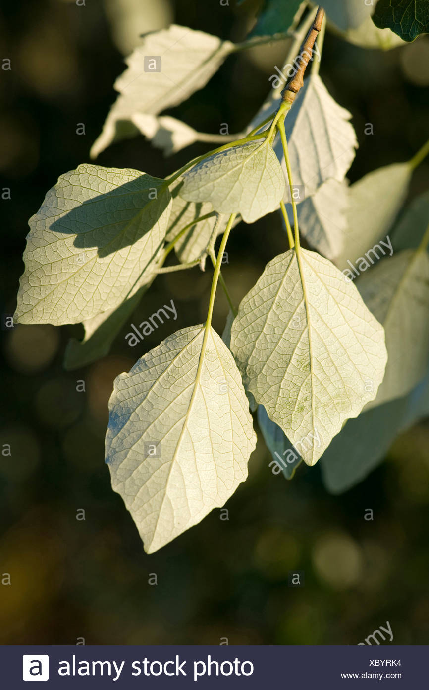 Silver Leaved Poplar High Resolution Stock Photography and Images - Alamy