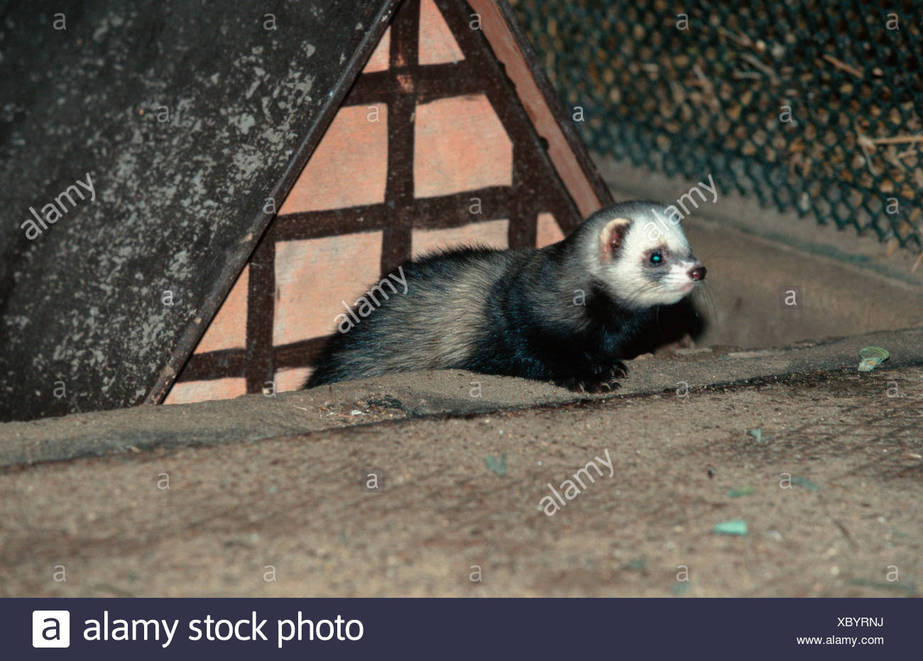 Frettchen High Resolution Stock Photography and Images - Alamy