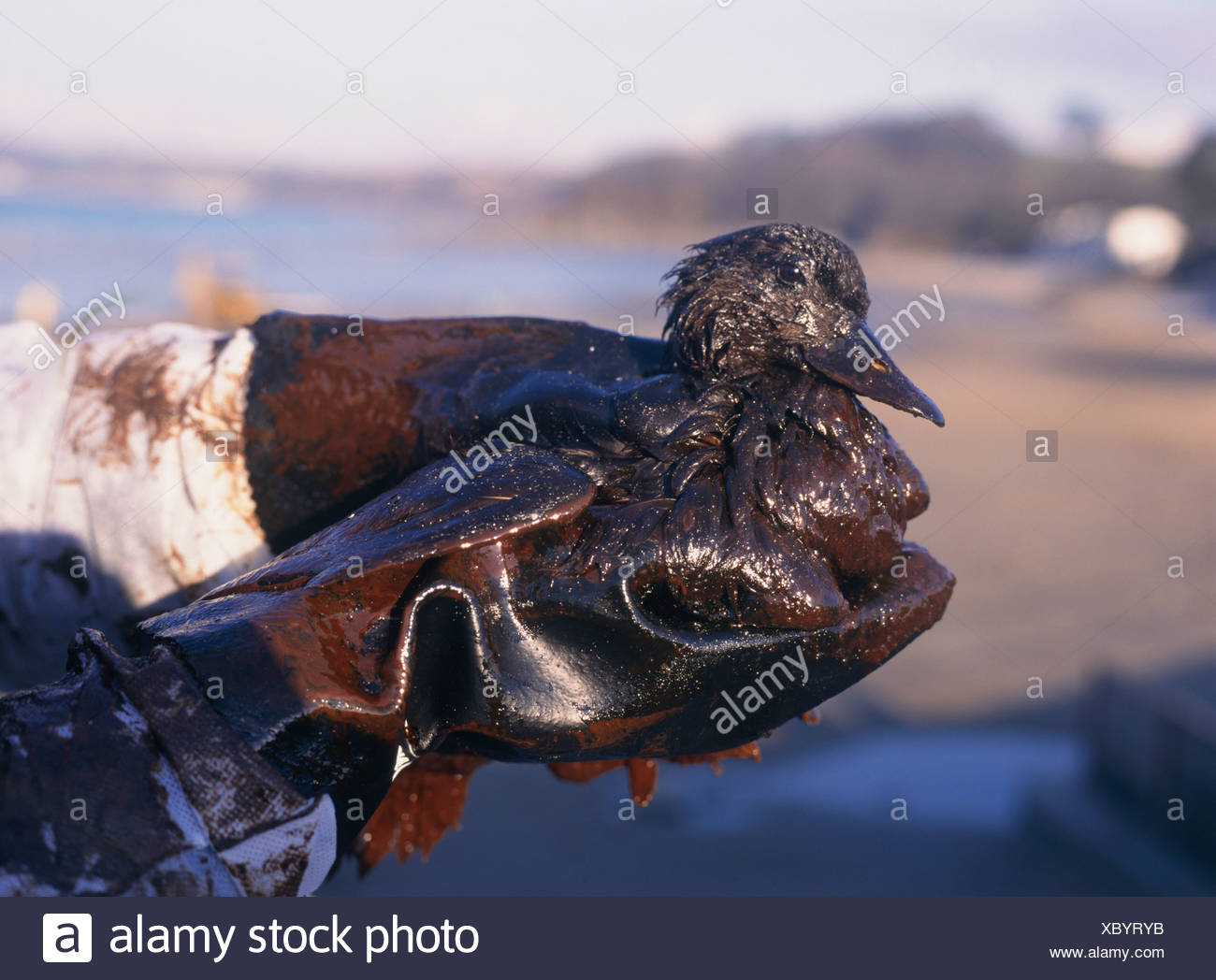 Bird Covered In Oil Spill High Resolution Stock Photography and Images ...