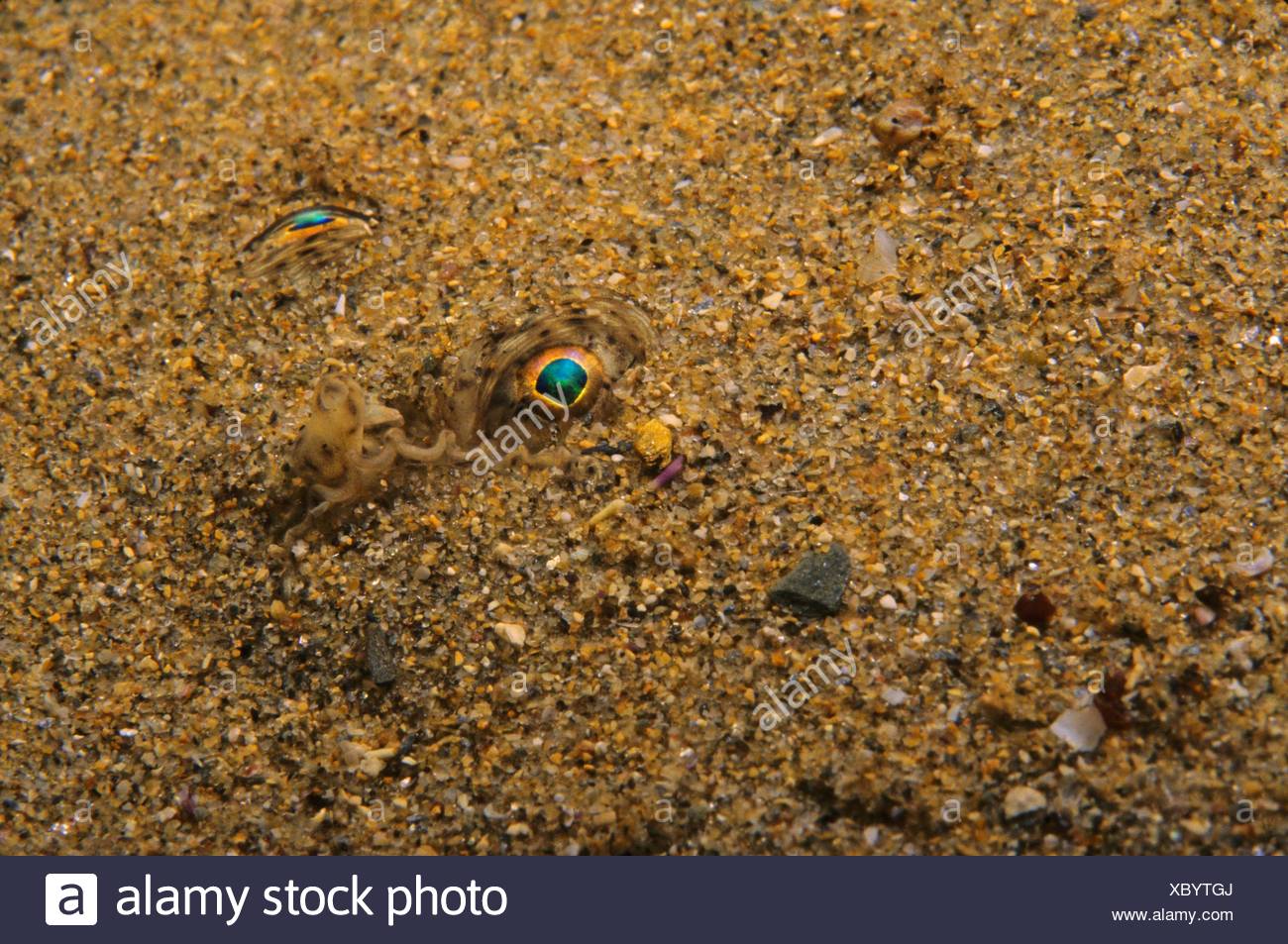 Solea Senegalensis High Resolution Stock Photography and Images - Alamy