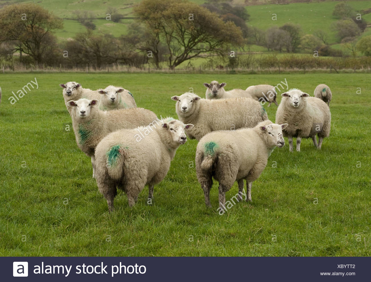 Lonk Sheep Stock Photos & Lonk Sheep Stock Images - Alamy