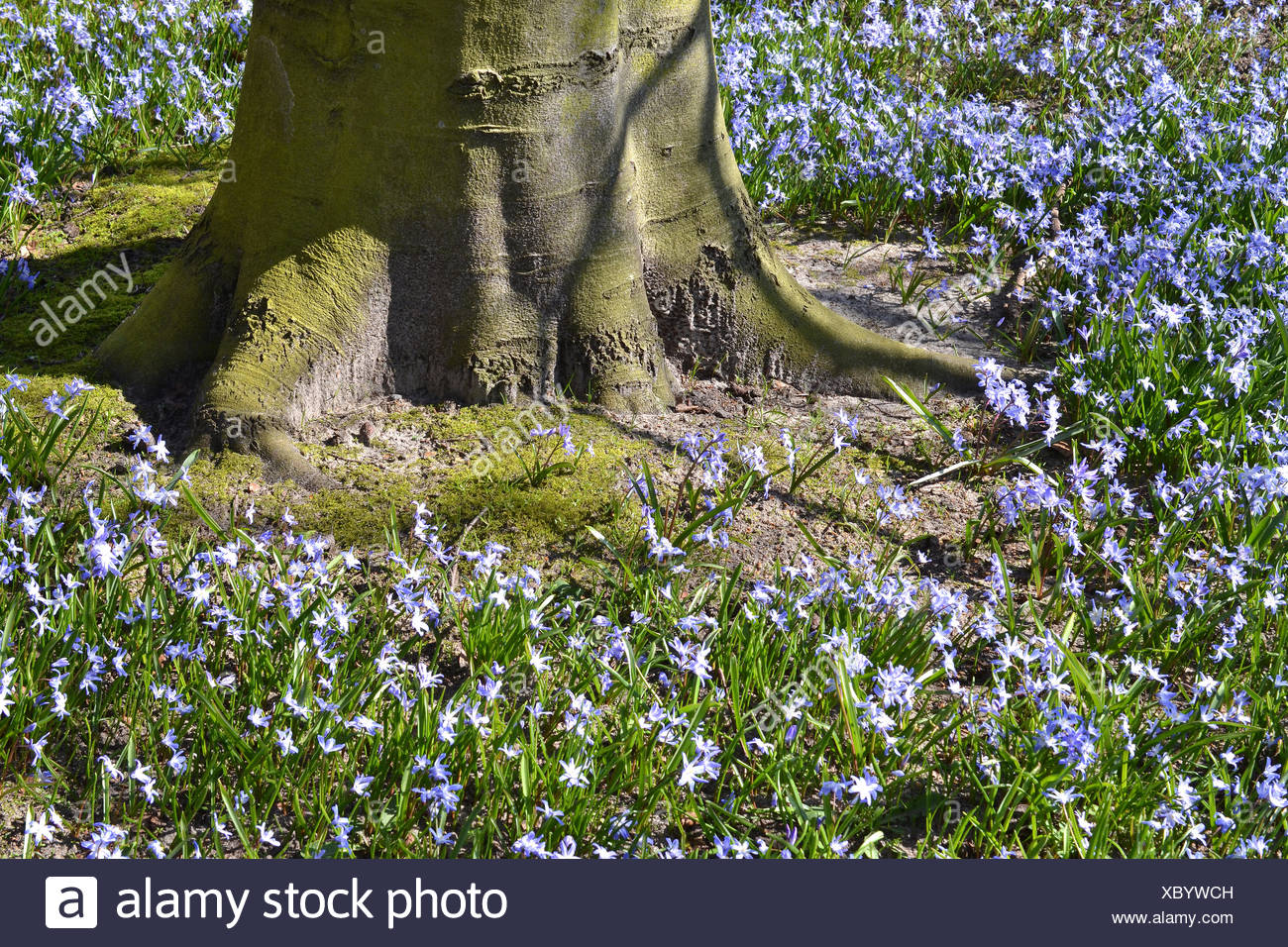 Tree Bulbous Trunk Stock Photos & Tree Bulbous Trunk Stock Images - Alamy