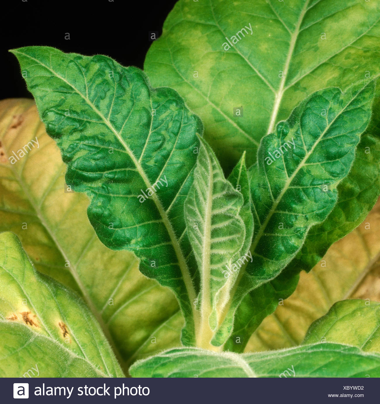 Tobacco Mosaic Virus High Resolution Stock Photography and Images - Alamy