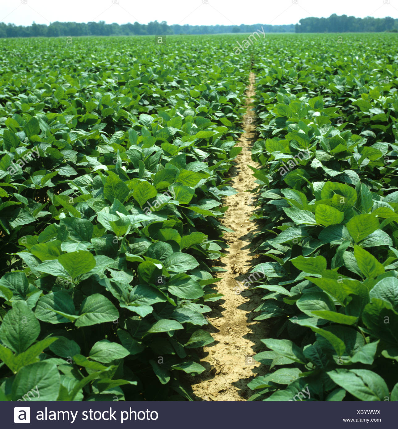 Soybean Crop High Resolution Stock Photography and Images - Alamy