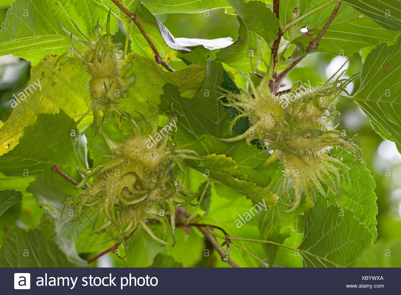 Turkish Hazel Corylus Colurna High Resolution Stock Photography and ...