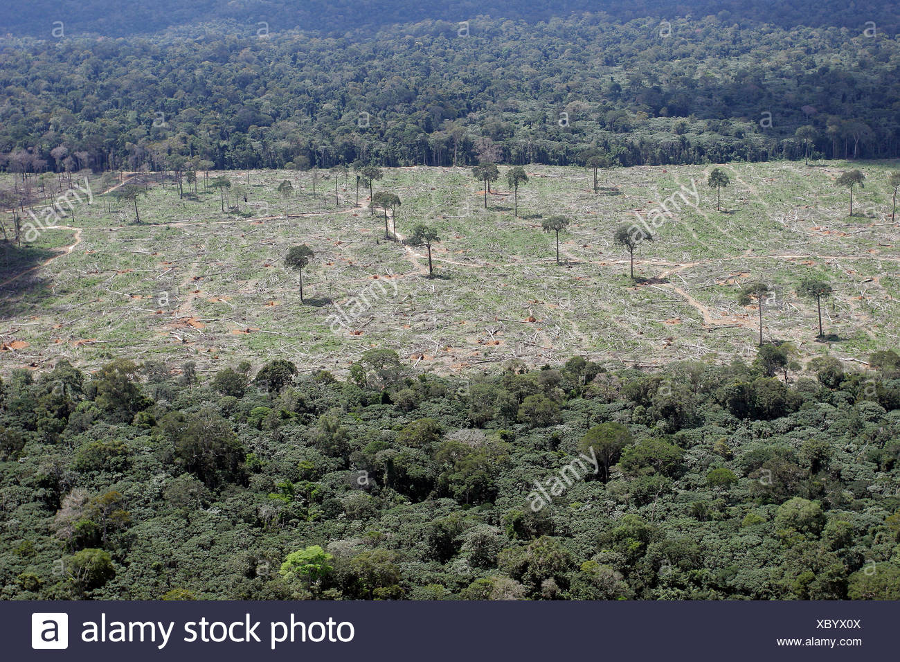 Amazon Rainforest Devastation Deforestation Brazil High Resolution ...