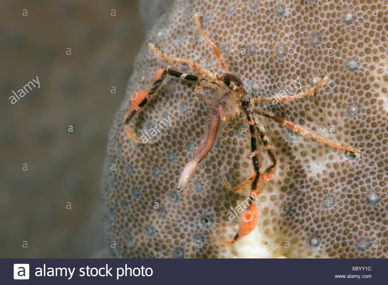 Spider Worm High Resolution Stock Photography and Images - Alamy