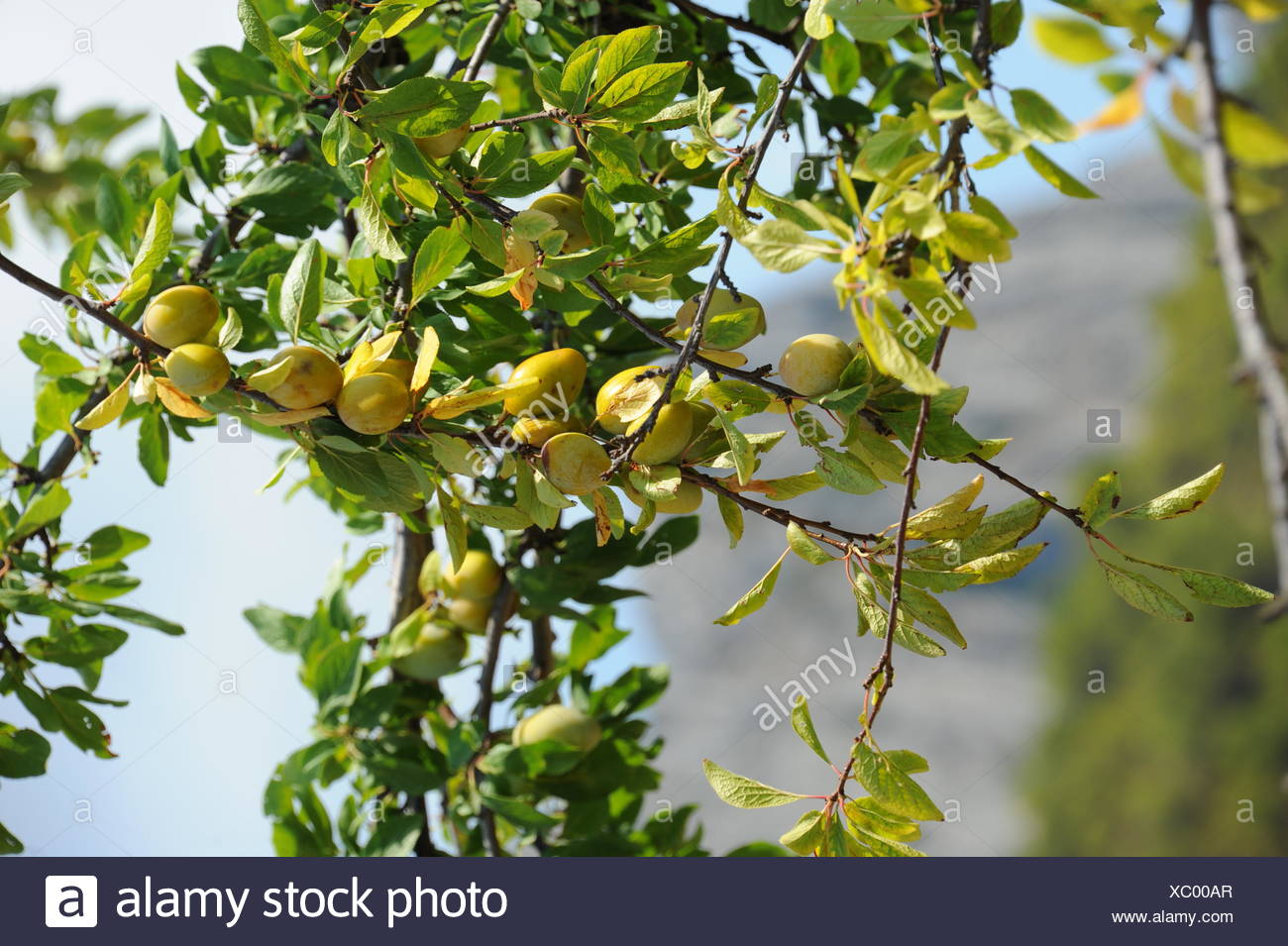 Pflaumensorten High Resolution Stock Photography and Images - Alamy