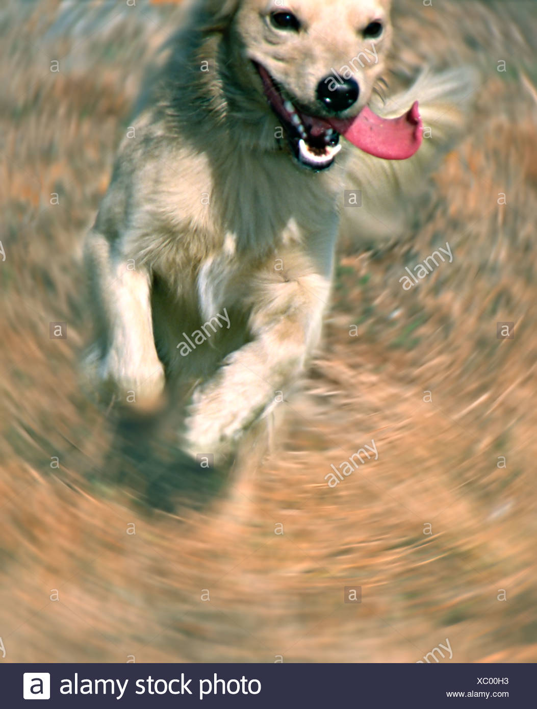 Hund Springt High Resolution Stock Photography and Images - Alamy