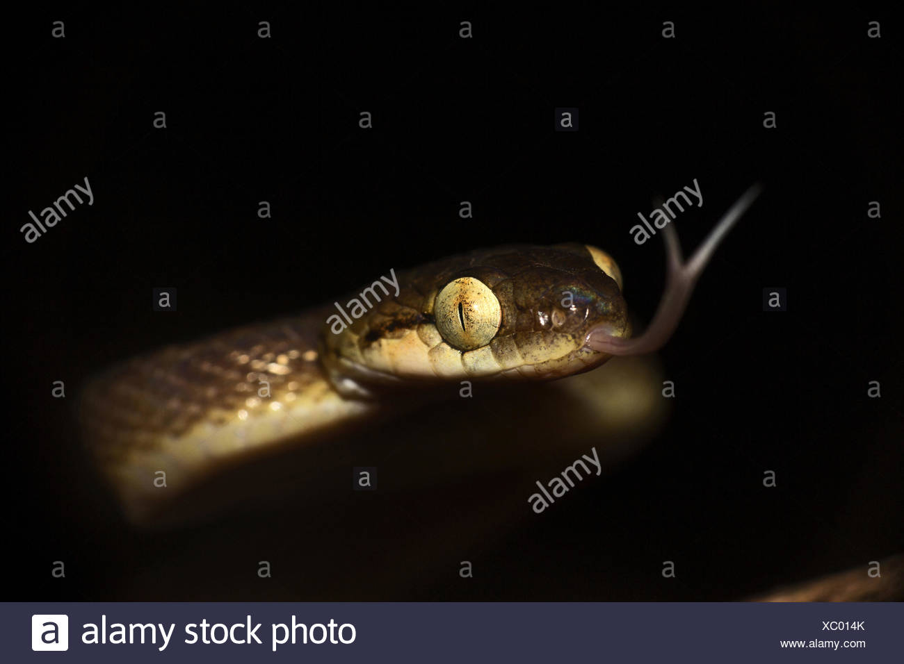 Ceylon Cat High Resolution Stock Photography and Images - Alamy