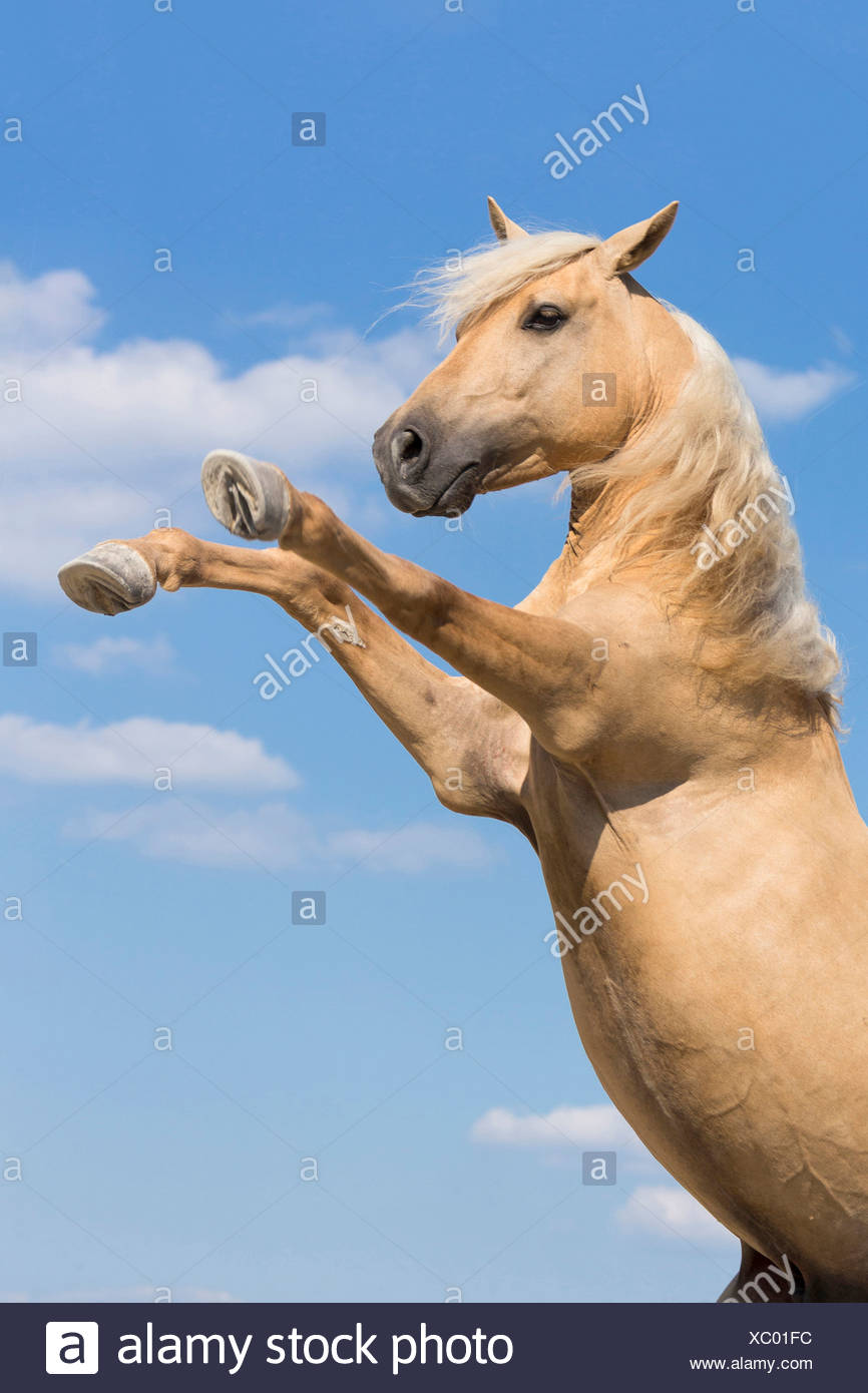 Rearing Horse Palomino High Resolution Stock Photography and Images - Alamy