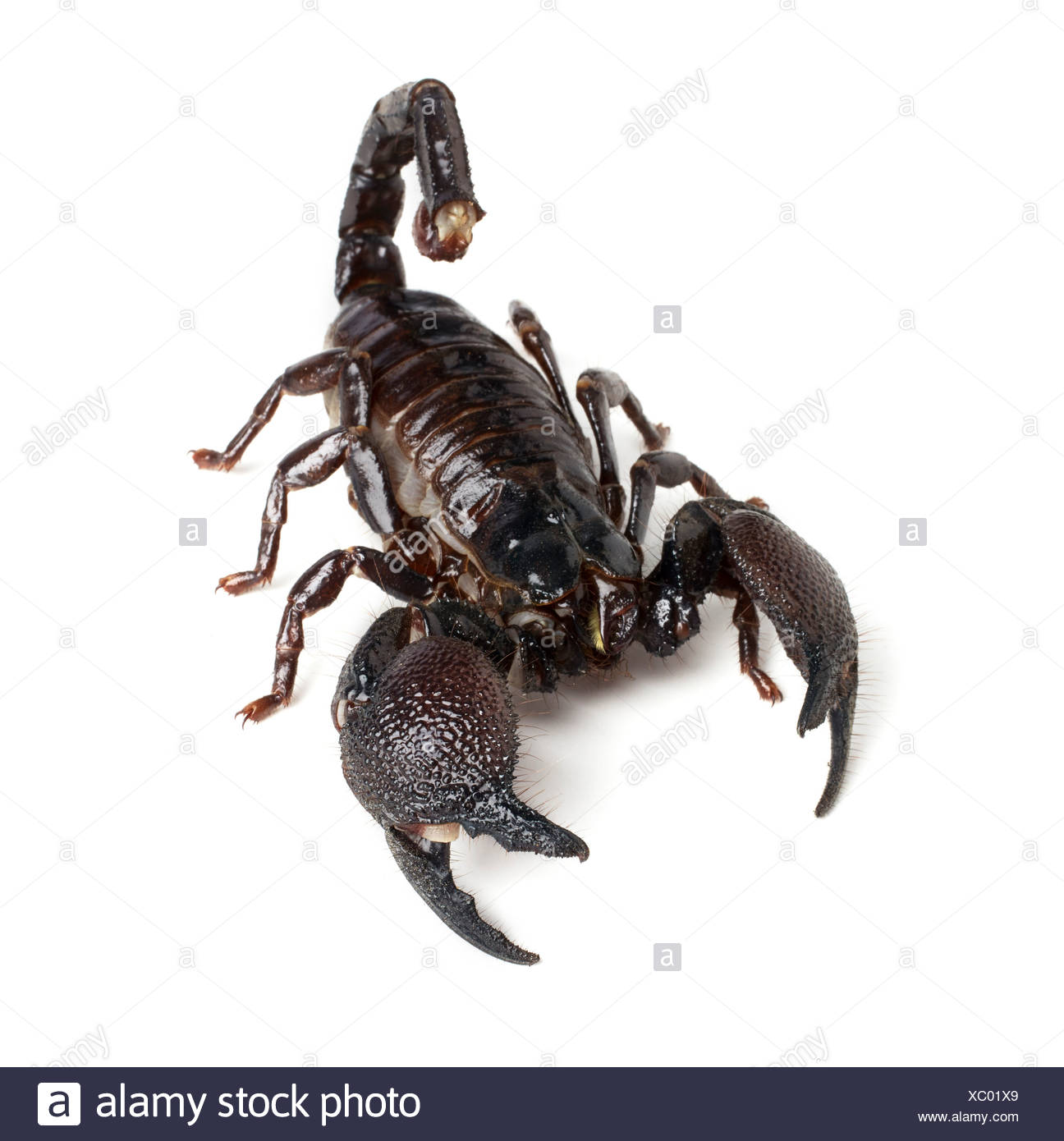 Emperor Scorpion High Resolution Stock Photography and Images - Alamy