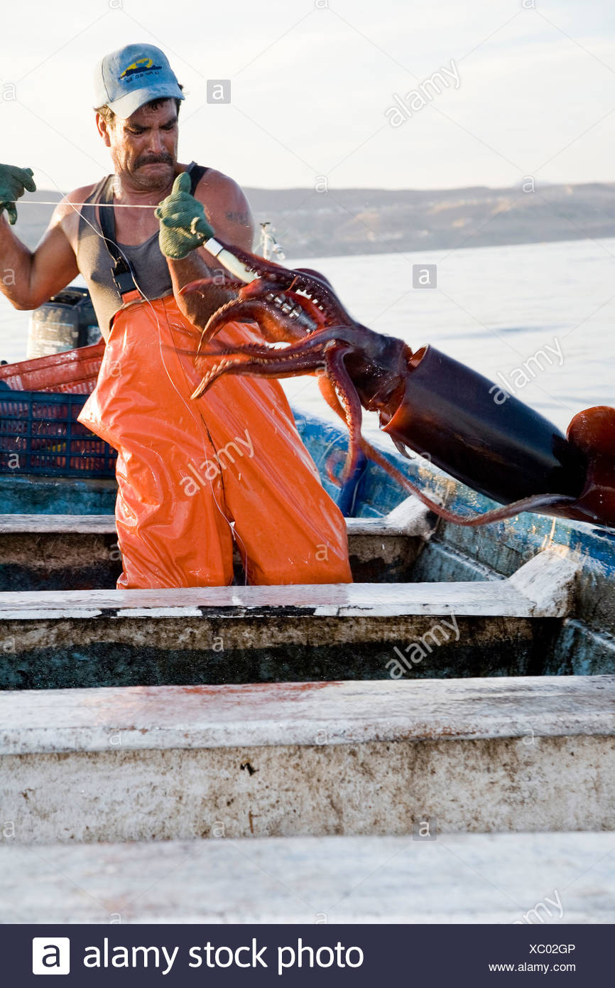 Humboldt Squid Suckers High Resolution Stock Photography and Images - Alamy