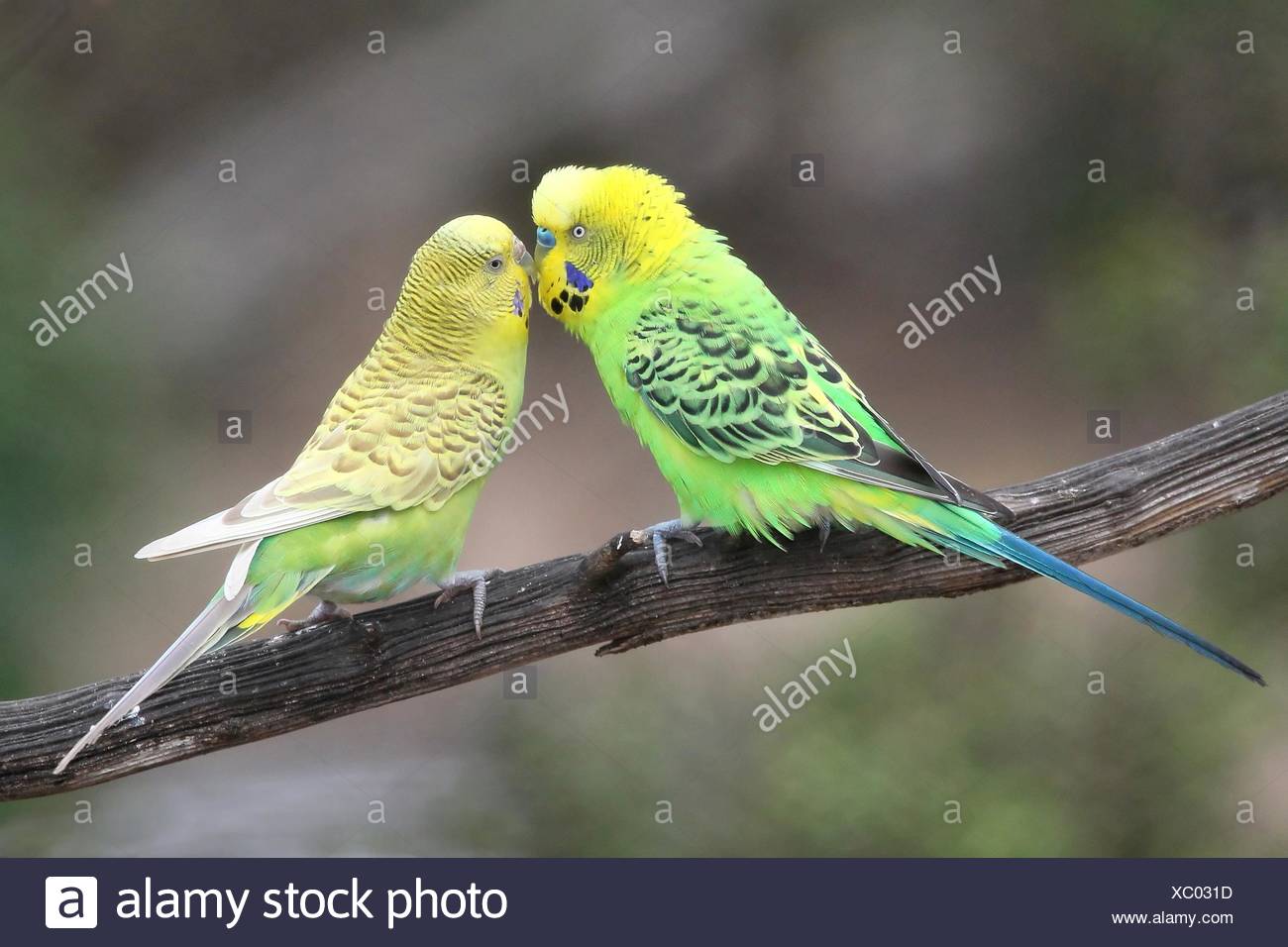 Cute Budgie High Resolution Stock Photography and Images - Alamy