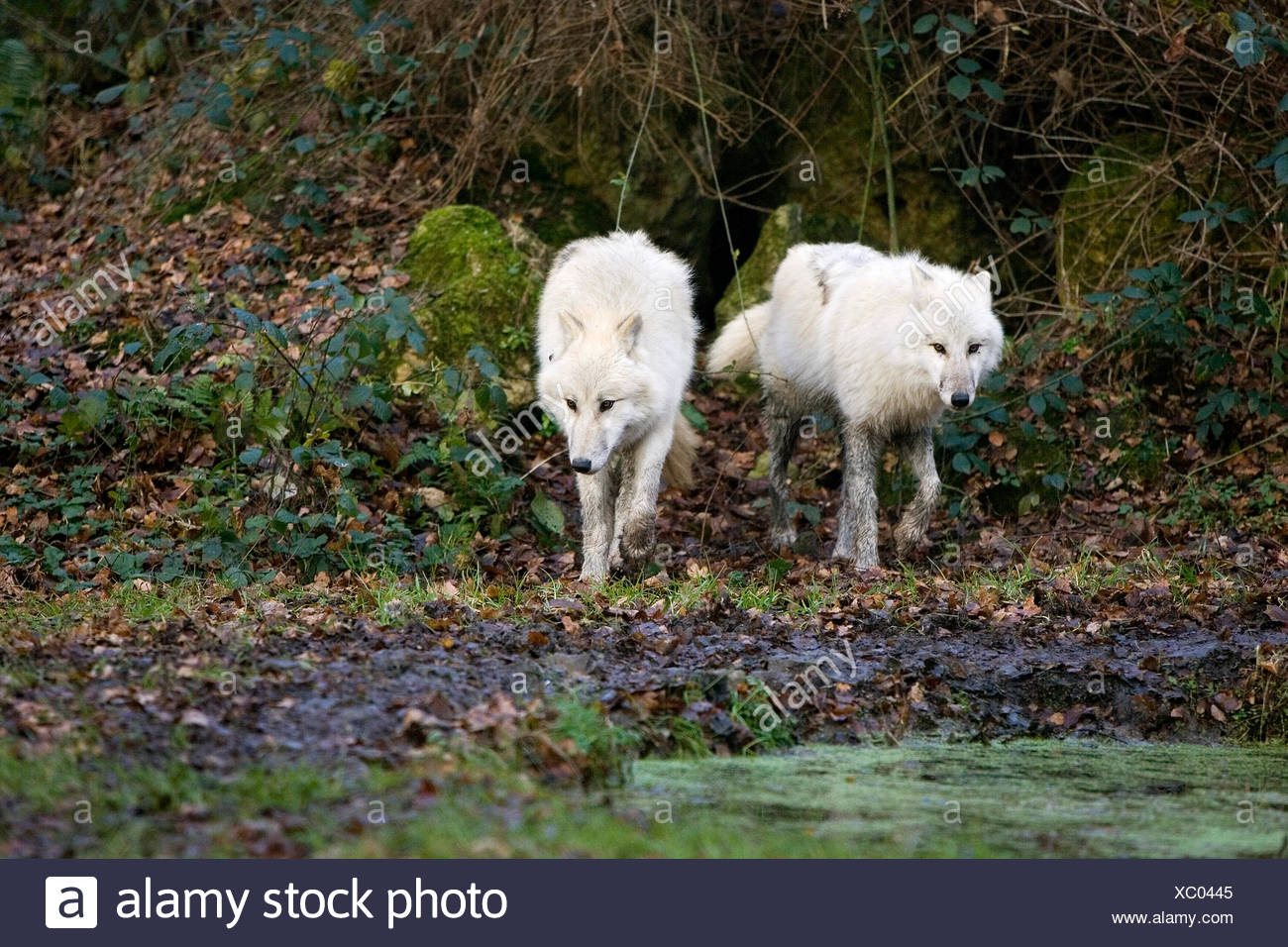 Two Wolves Walking High Resolution Stock Photography and Images - Alamy