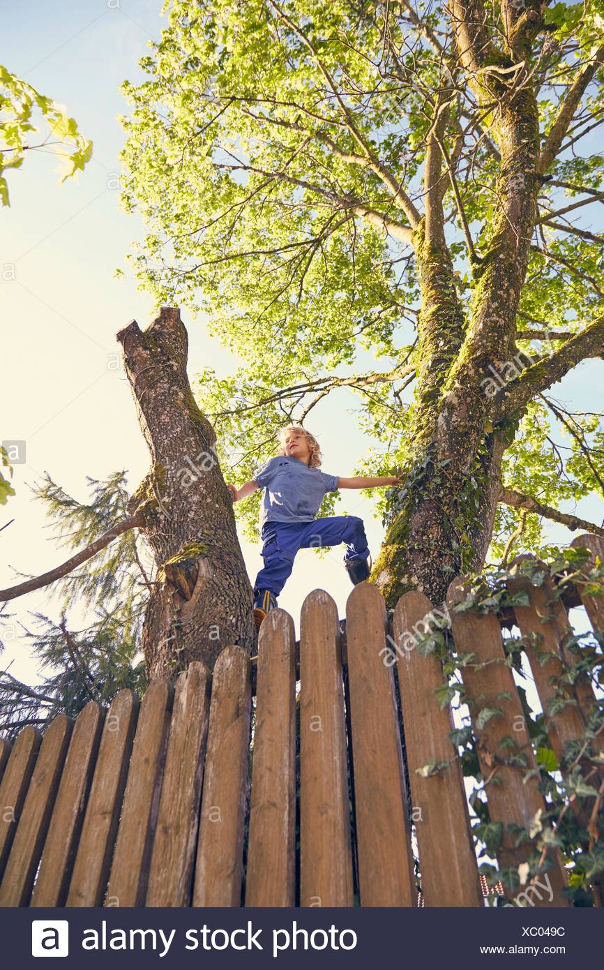 Child Boy On Tree Climbing Stock Photos & Child Boy On Tree Climbing ...