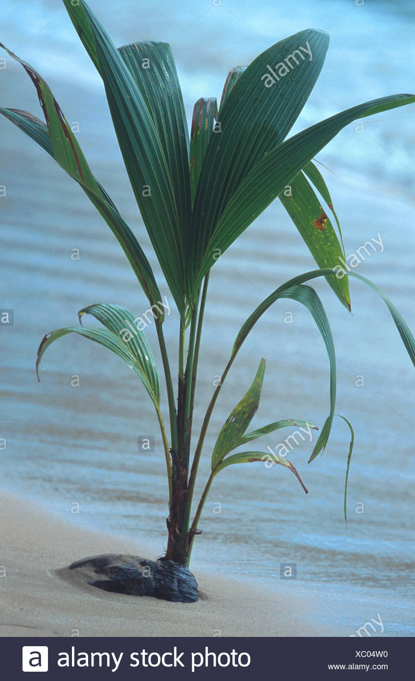 Coconut Palm Seedling Beach High Resolution Stock Photography and ...