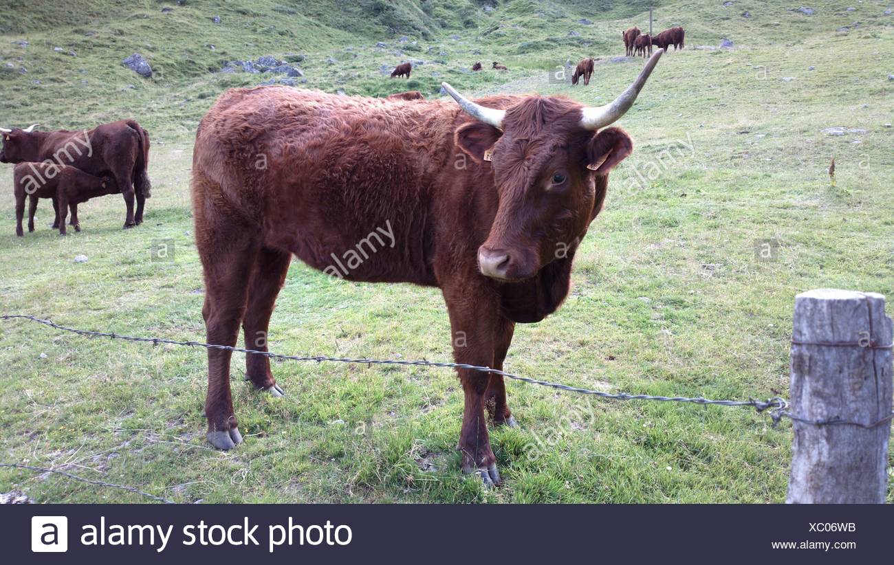 Salers Cows High Resolution Stock Photography and Images - Alamy
